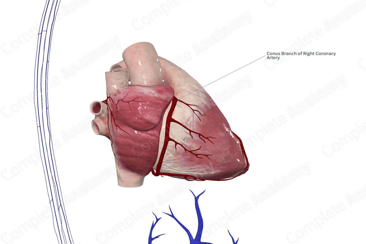 Conal Branch of Right Coronary Artery | Complete Anatomy