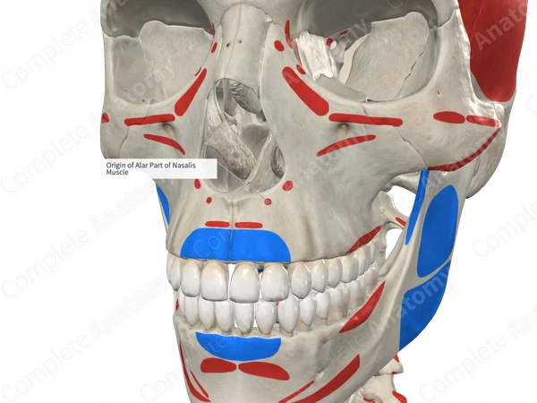 Origin of Alar Part of Nasalis Muscle | Complete Anatomy
