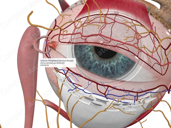 Inferior Peripheral Venous Arcade | Complete Anatomy