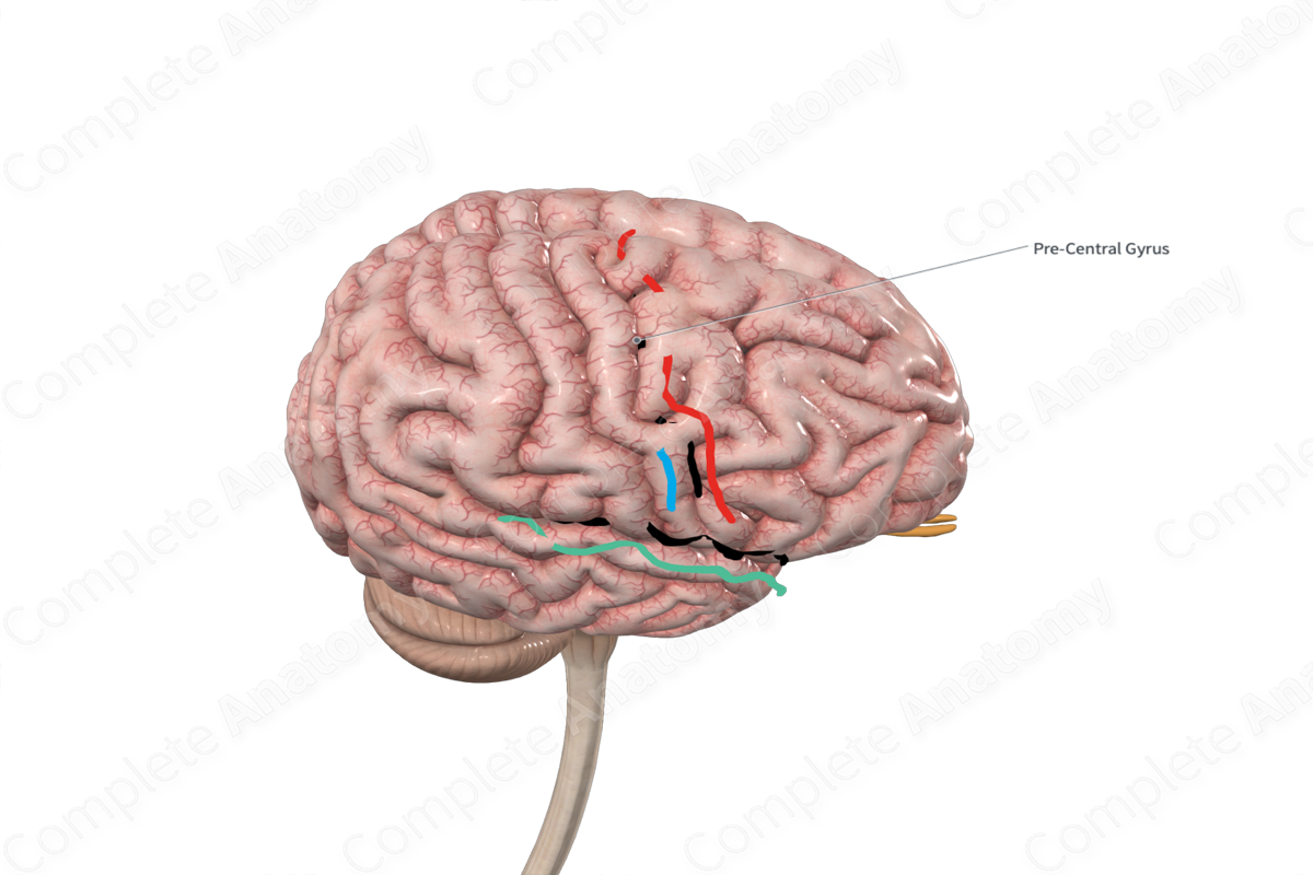 Precentral Gyrus Complete Anatomy