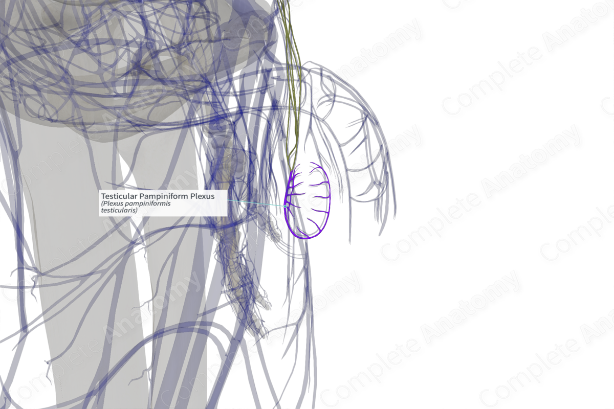 Testicular Pampiniform Plexus Right Complete Anatomy
