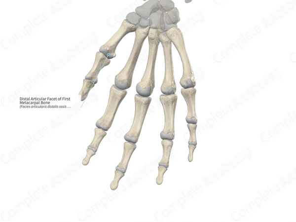 Distal Articular Facet of First Metacarpal Bone | Complete Anatomy