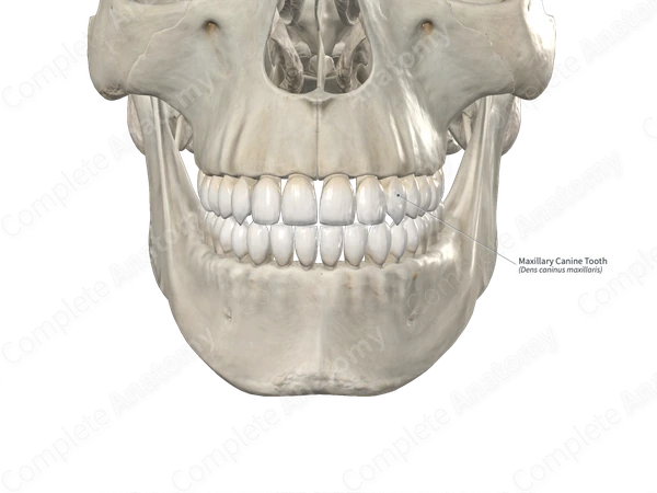 Maxillary Canine Tooth | Complete Anatomy