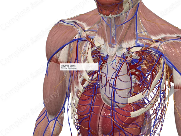 Thymic Veins | Complete Anatomy