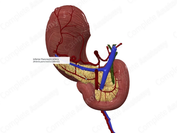 Inferior Pancreatic Artery | Complete Anatomy