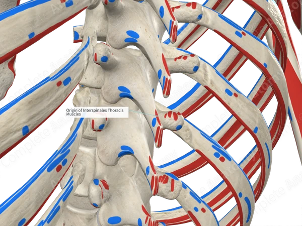 Origin of Interspinales Thoracis Muscles | Complete Anatomy