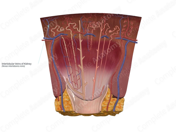 Interlobular Veins of Kidney | Complete Anatomy