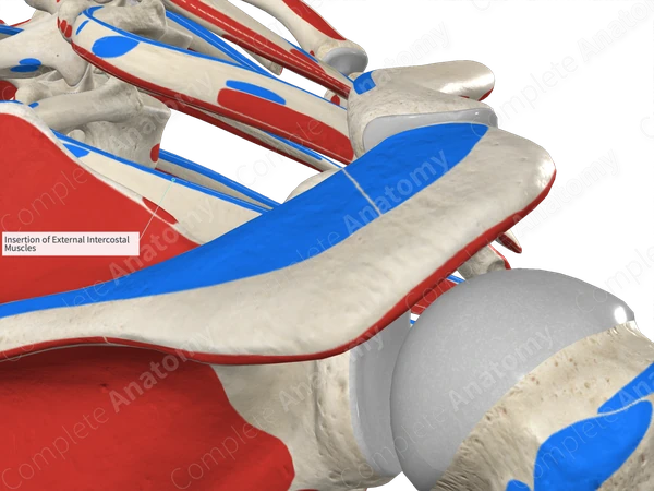 Insertion of External Intercostal Muscles | Complete Anatomy