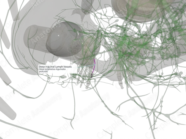 Deep Inguinal Lymph Vessels (Right) | Complete Anatomy