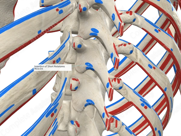 Insertion of Short Rotatores Muscles | Complete Anatomy