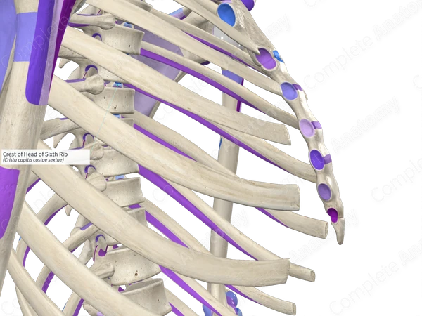 Crest of Head of Sixth Rib | Complete Anatomy