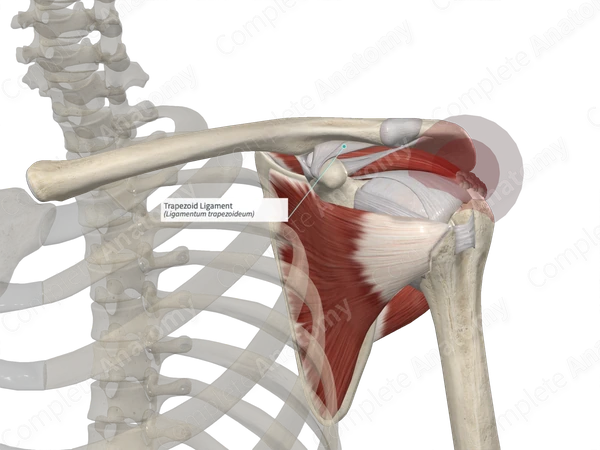 Trapezoid Ligament Coracoclavicular Trapezoid Ligament Pocket