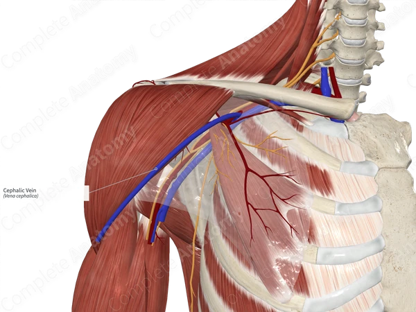 Cephalic Vein | Complete Anatomy