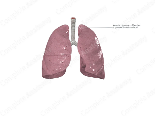 Annular Ligaments of Trachea | Complete Anatomy