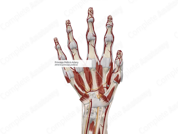 Princeps Pollicis Artery | Complete Anatomy