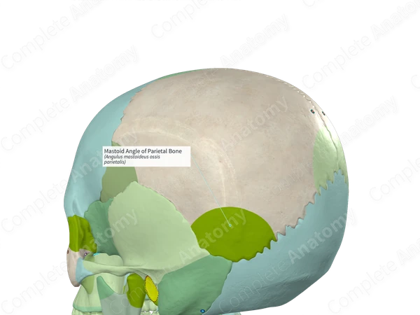 Mastoid Angle of Parietal Bone | Complete Anatomy