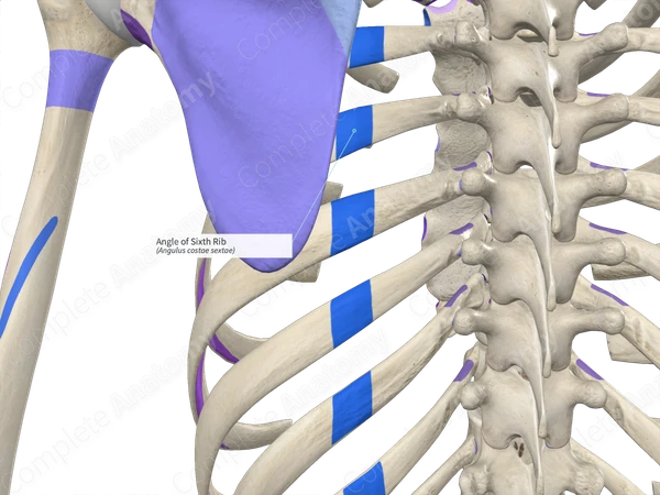Angle of Sixth Rib | Complete Anatomy