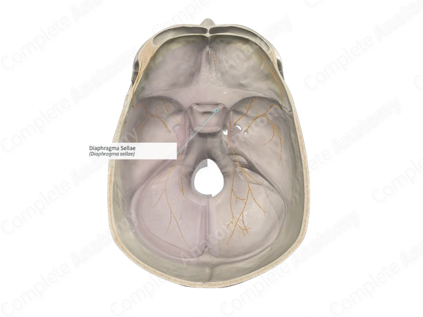 Diaphragma Sellae | Complete Anatomy