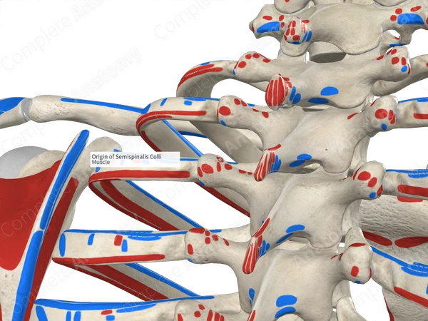 Origin of Semispinalis Colli Muscle | Complete Anatomy