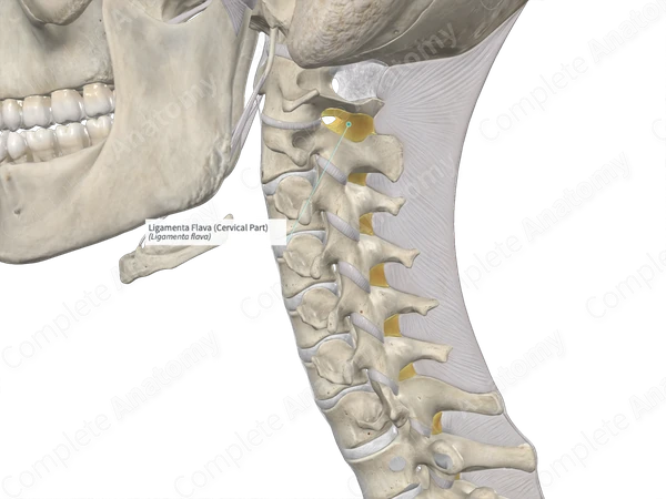 Ligamenta Flava (Cervical Part) | Complete Anatomy