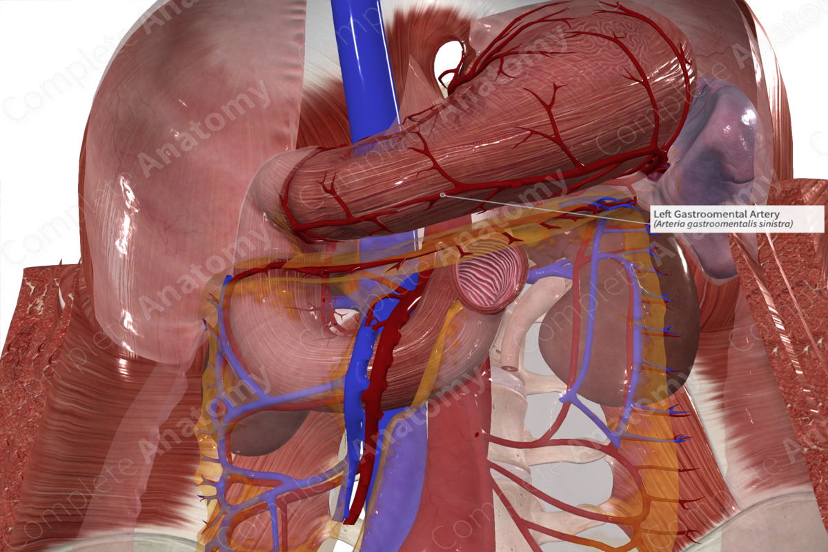 Left Gastroomental Artery Complete Anatomy