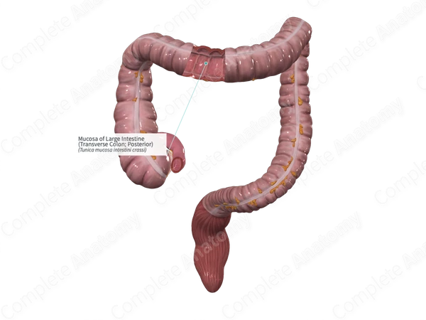 Mucosa of Large Intestine (Transverse Colon; Posterior) | Complete Anatomy