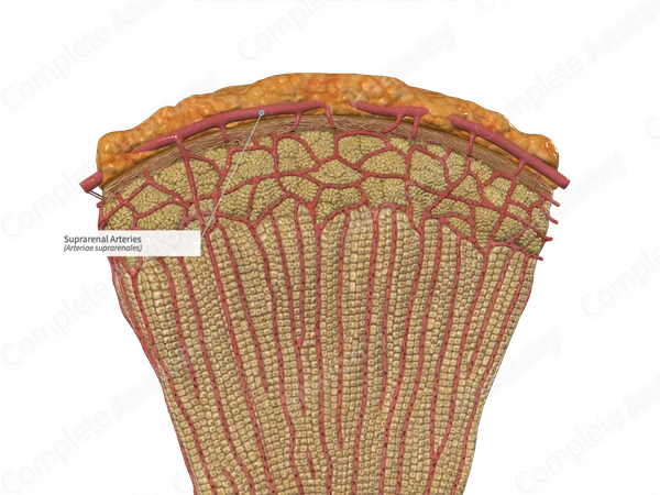 Suprarenal Arteries | Complete Anatomy