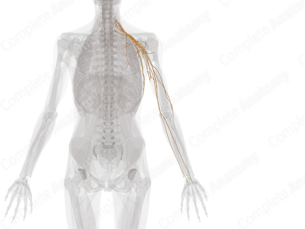 Brachial Plexus (Left) | Complete Anatomy