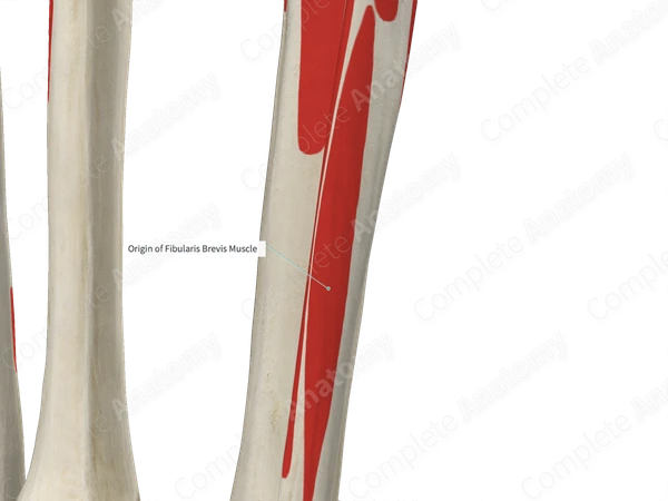 Origin of Fibularis Brevis Muscle | Complete Anatomy