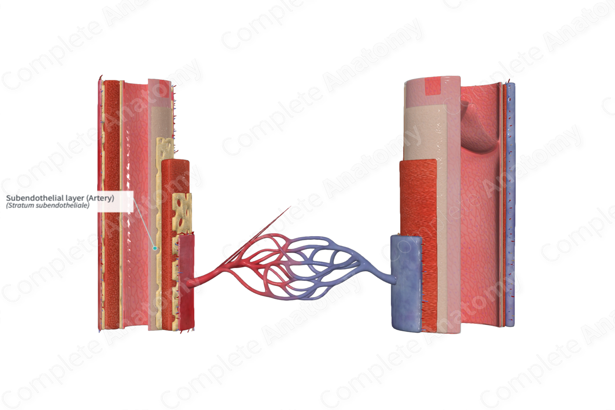 Subendothelial layer (Artery) | Complete Anatomy