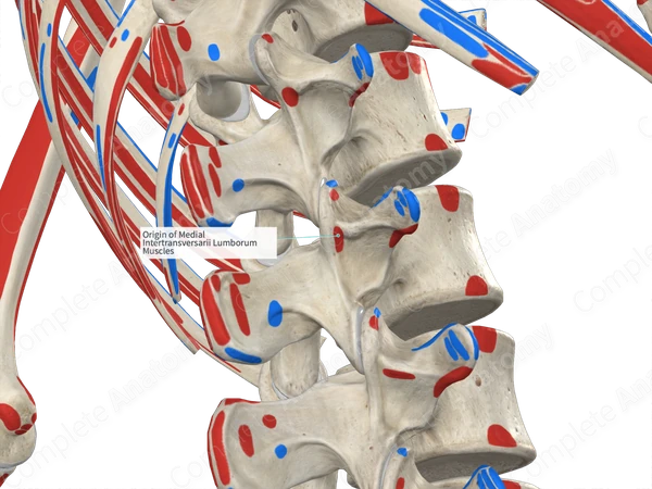 Origin of Medial Intertransversarii Lumborum Muscles | Complete Anatomy