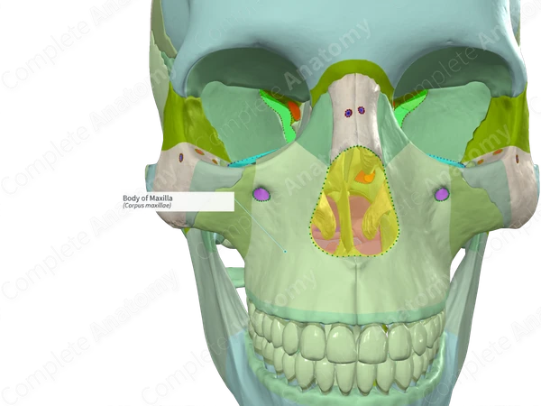 Body of Maxilla | Complete Anatomy