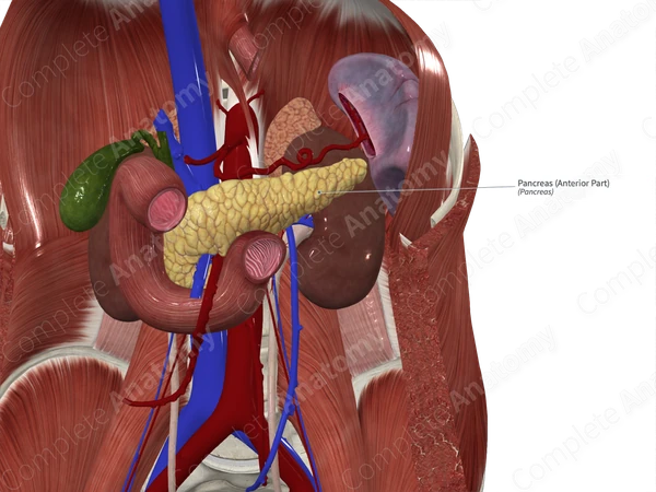 Pancreas (Anterior Part) | Complete Anatomy