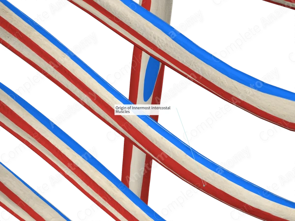 Origin of Innermost Intercostal Muscles | Complete Anatomy
