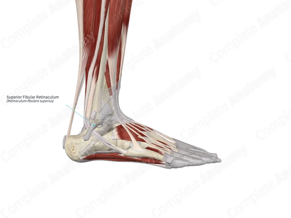 Superior Fibular Retinaculum | Complete Anatomy