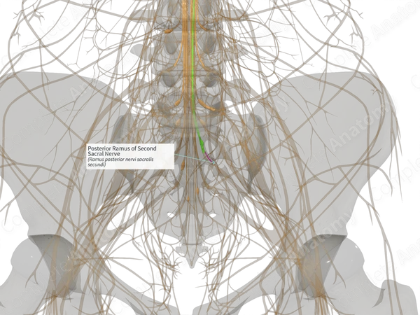 Posterior Ramus of Second Sacral Nerve (Right) | Complete Anatomy