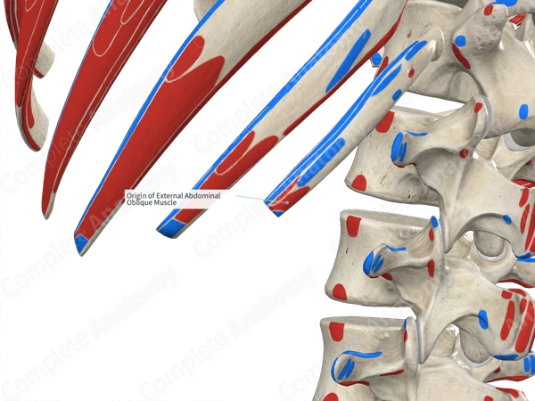 Origin of External Abdominal Oblique Muscle | Complete Anatomy