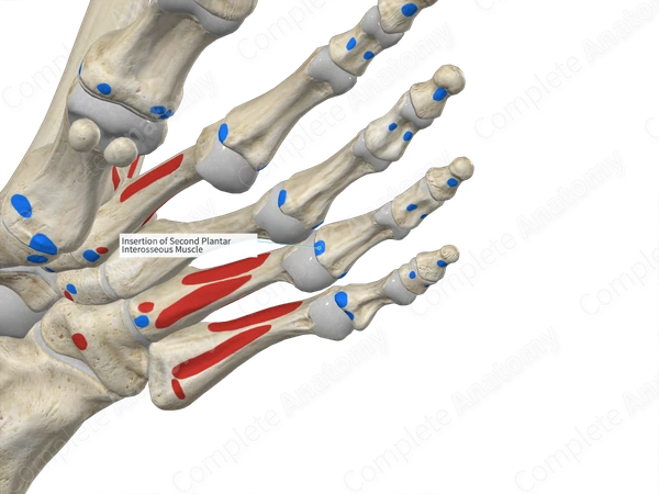 Insertion of Second Plantar Interosseous Muscle | Complete Anatomy
