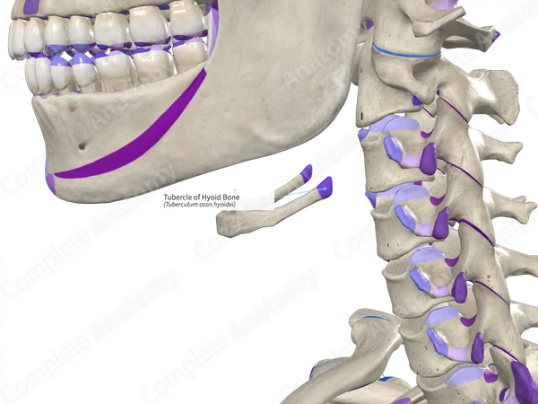 Tubercle of Hyoid Bone (Left) | Complete Anatomy