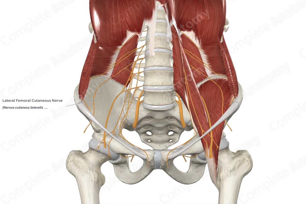 Lateral Femoral Cutaneous Nerve Complete Anatomy