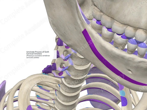 Uncinate Process of Sixth Cervical Vertebra (Left) | Complete Anatomy