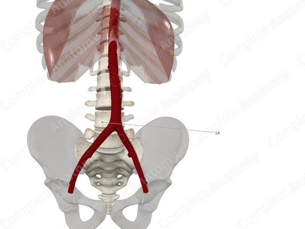 Fourth Lumbar Vertebra | Complete Anatomy