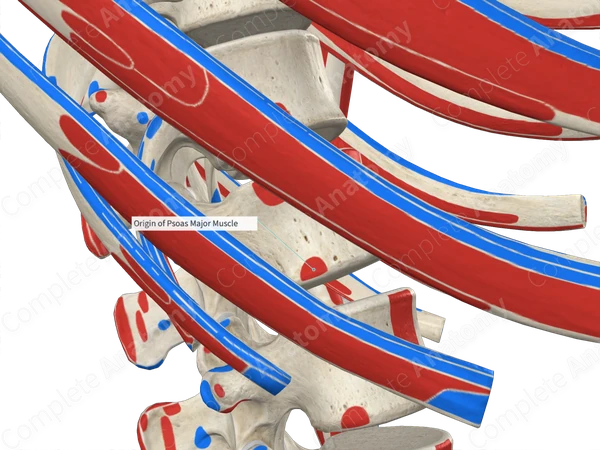 Origin of Psoas Major Muscle | Complete Anatomy