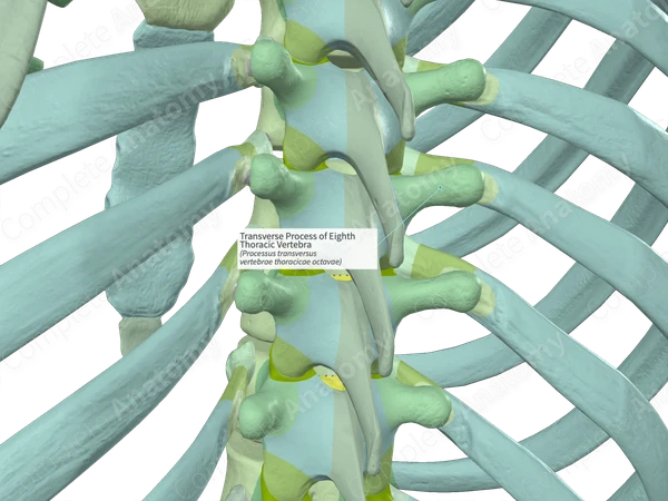 Transverse Process of Eighth Thoracic Vertebra (Right) | Complete Anatomy