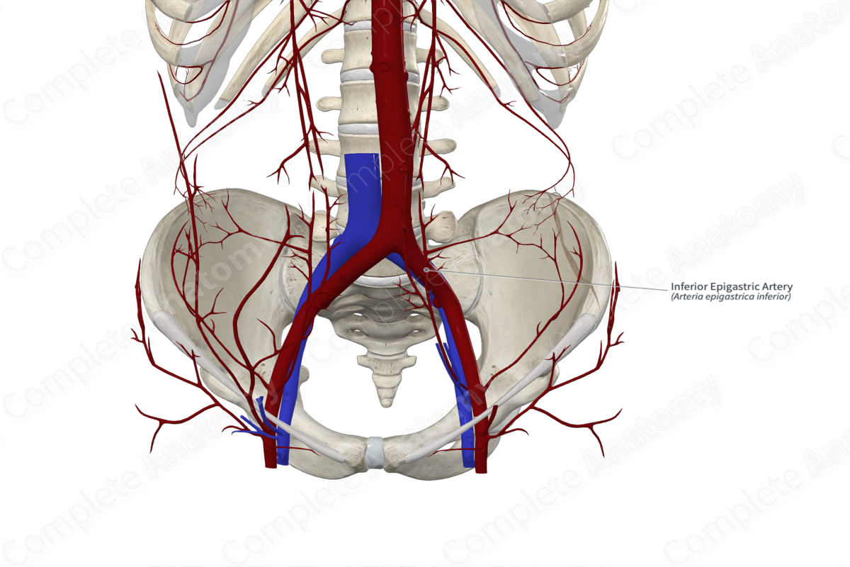 Inferior Epigastric Artery | Complete Anatomy