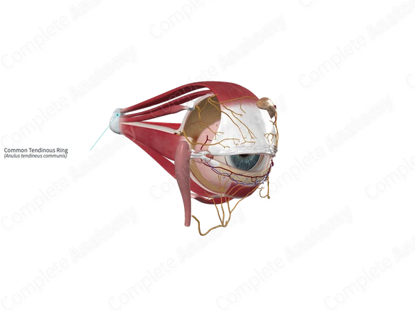 Common Tendinous Ring | Complete Anatomy