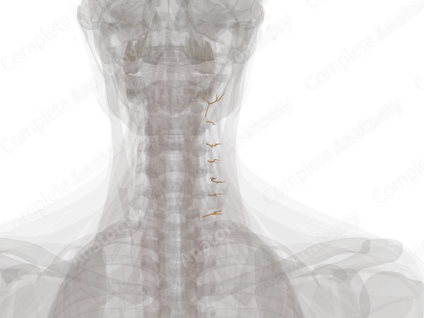 Lateral Branches of Posterior Rami of Cervical Nerves (Left) | Complete ...