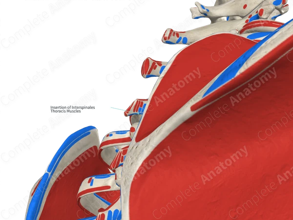 Insertion of Interspinales Thoracis Muscles | Complete Anatomy