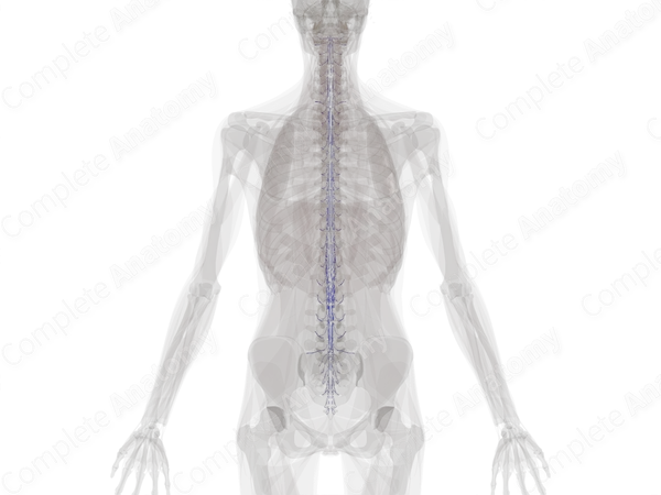 Veins of Spinal Cord | Complete Anatomy