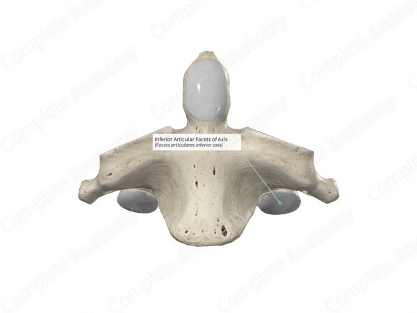 Inferior Articular Facets of Axis | Complete Anatomy